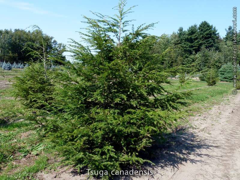 Les Entreprises Everi - Les stugas